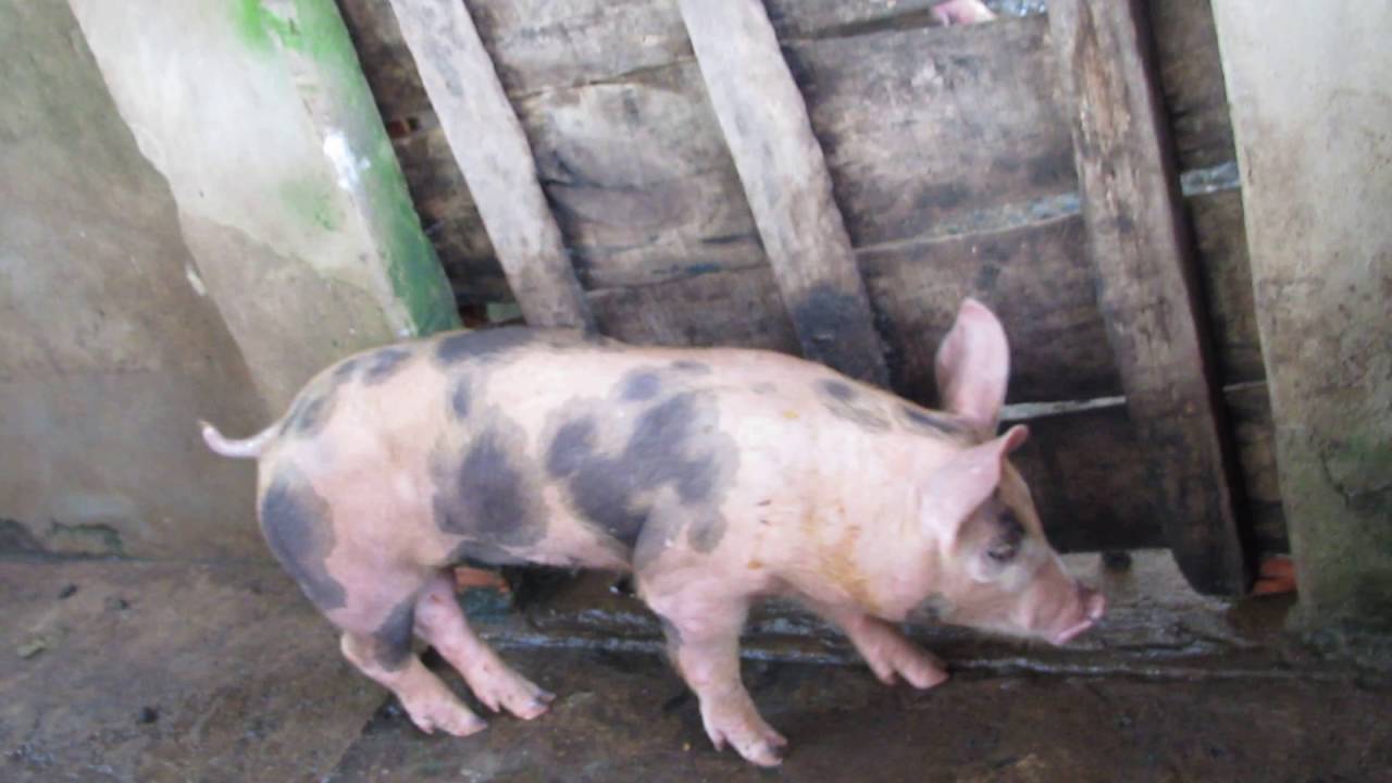 Khắc phục hiện tượng heo còi cọc chậm lớn - Kiến Thức Nhà Nông