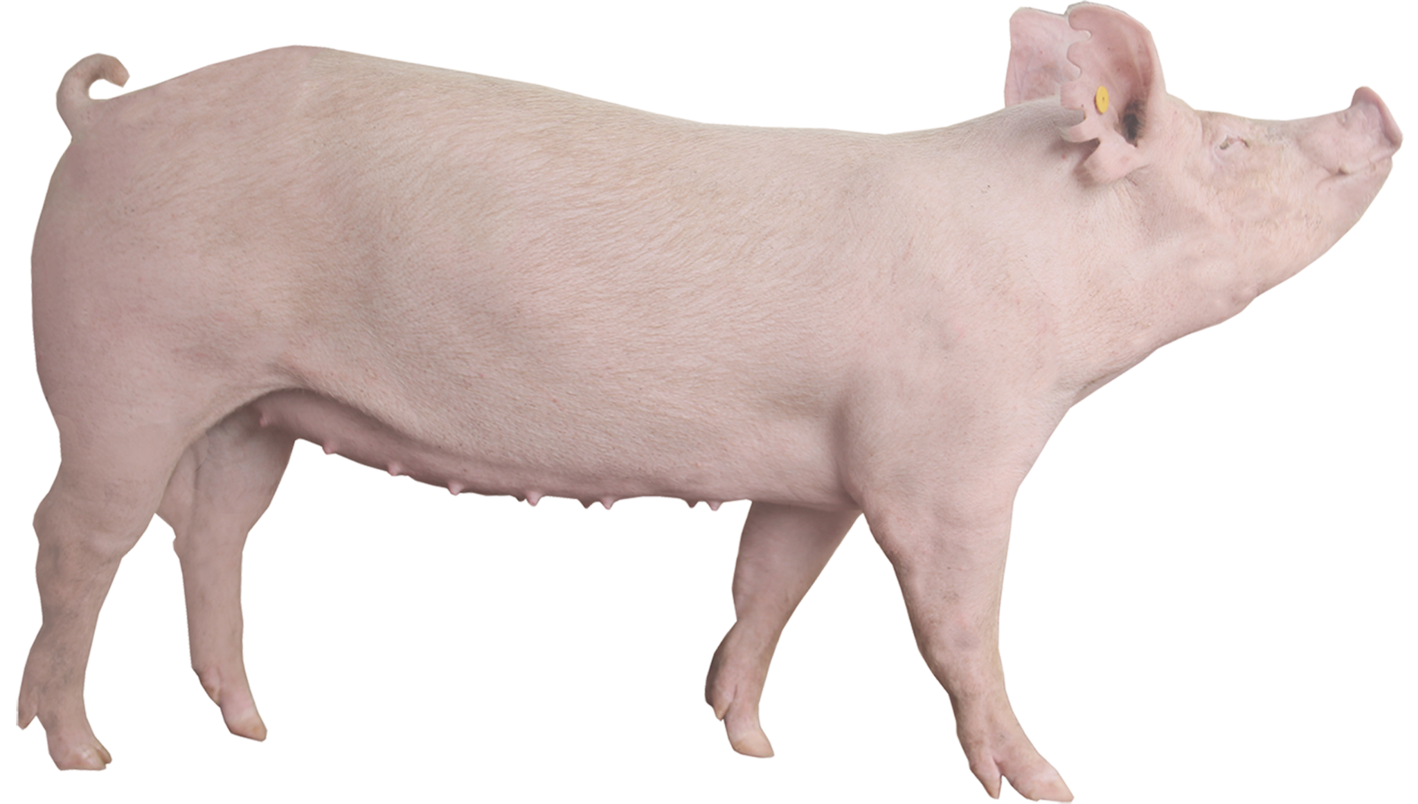 Tiêu chí đánh giá chất lượng heo nái - Kiến Thức Nhà Nông